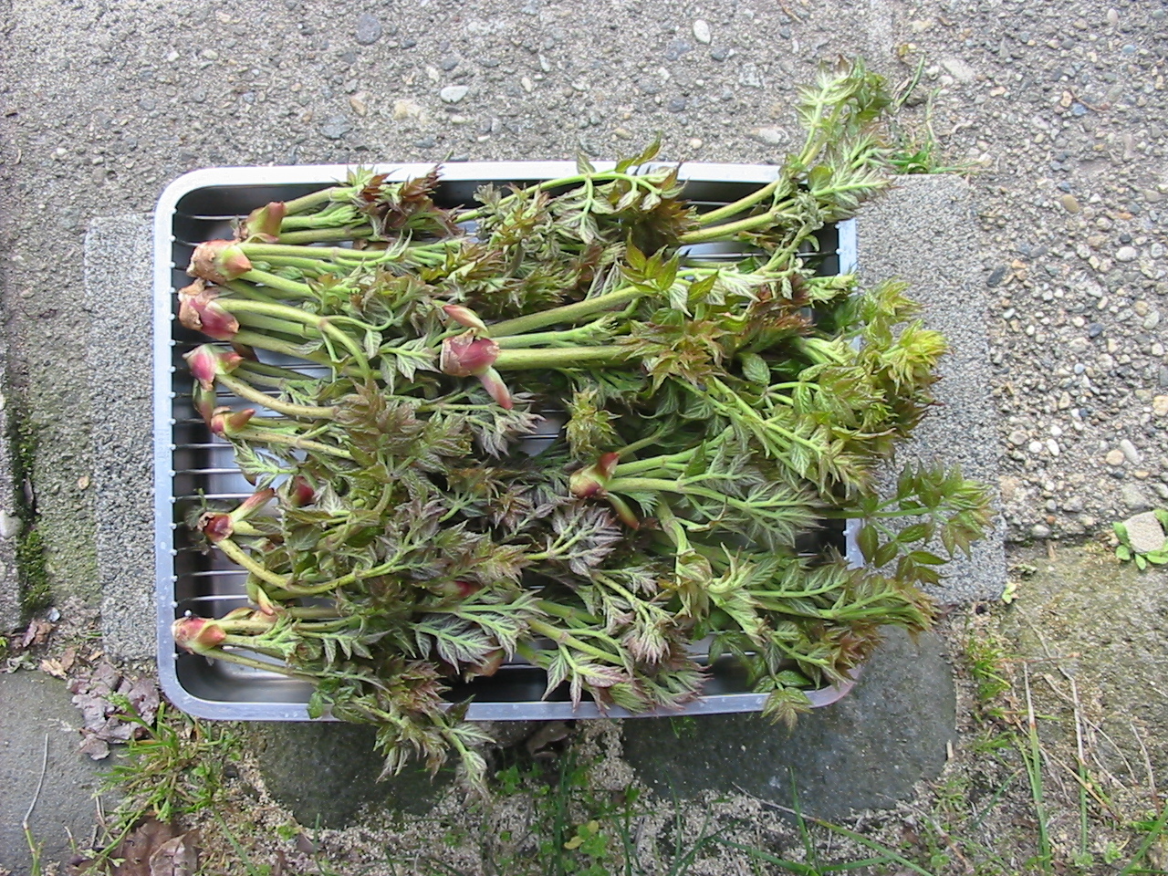 海がダメなら山があるさ 以下無用な事ながら: 紙魚のつぶやき